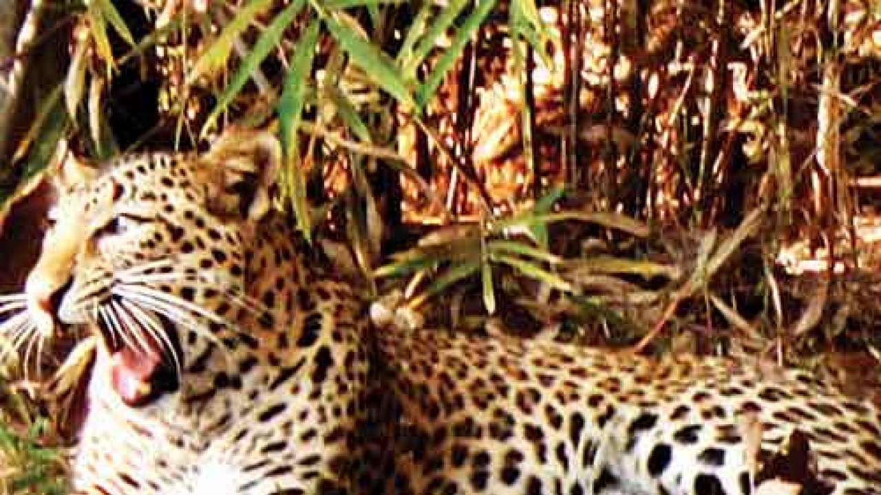 Stray leopard inside ICRISAT campus trapped after 5 months