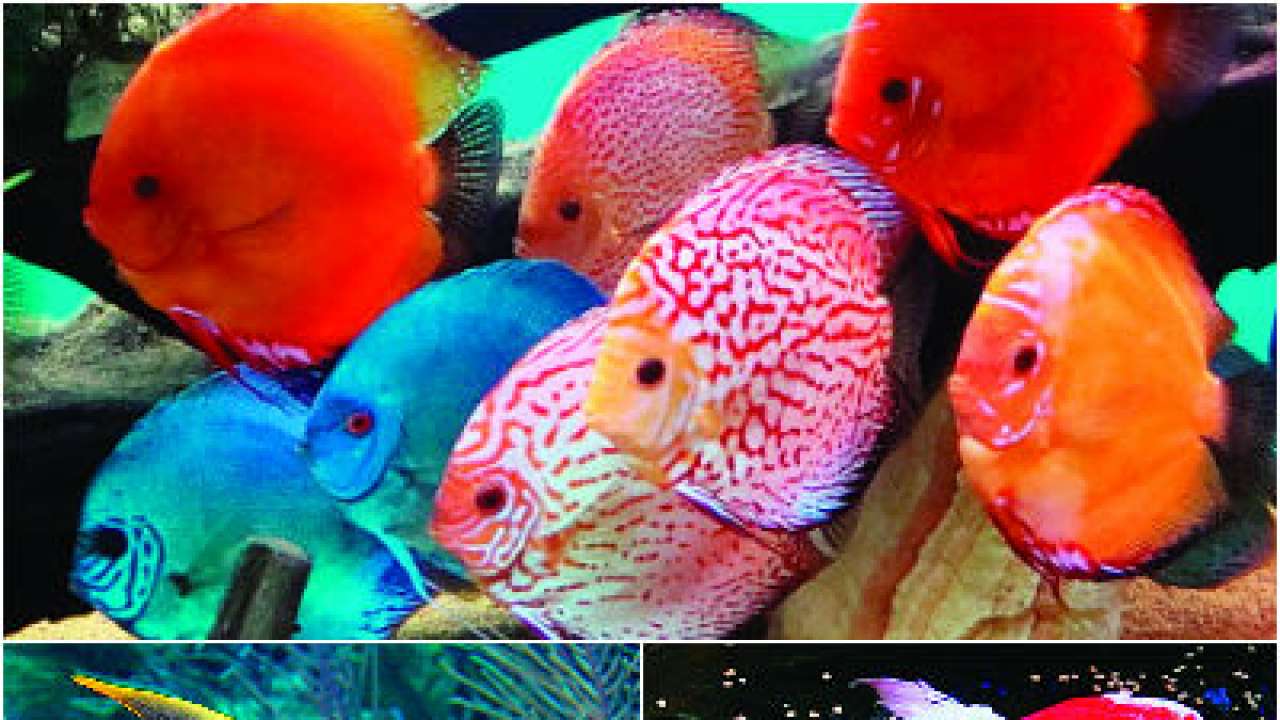 Rare fish come to Mumbai on a five-day trip