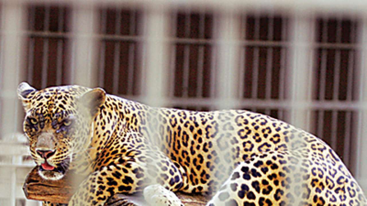 PAWS dig in for animal care