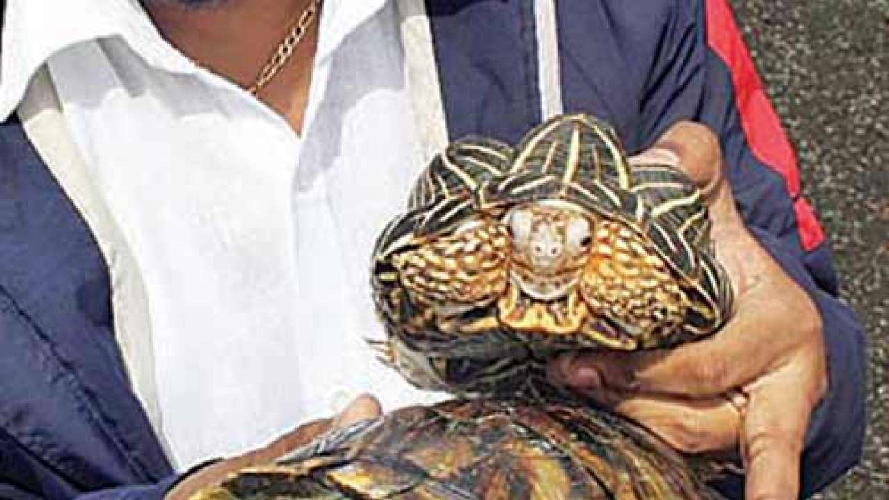 Over 100 wild tortoises seized from woman passengers in Kerala