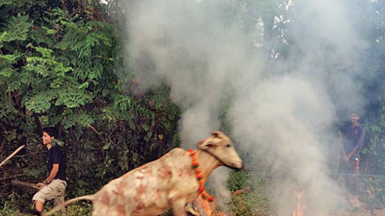Manor youths celebrate Diwali, make cows jump over fire