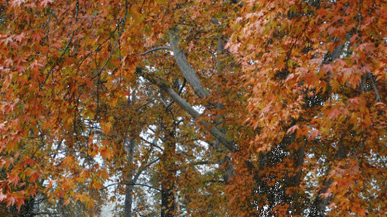 Autumn season draws tourists to Jammu and Kashmir