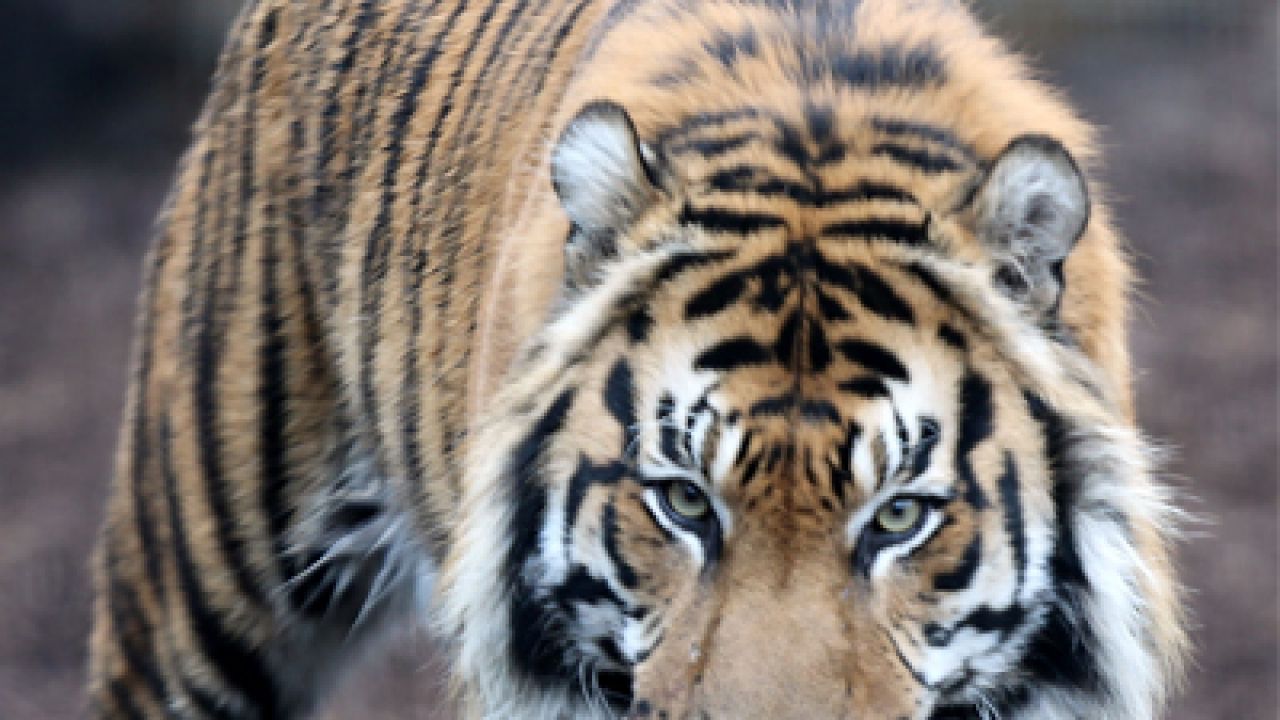 NTCA approves tiger reserve in Chhattisgarh