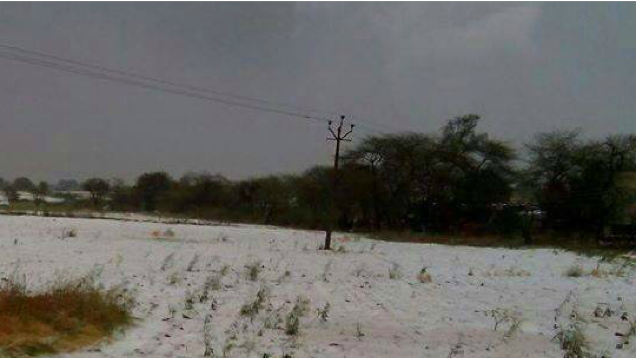 Short-duration crop varieties can help fight agriculture stress: experts