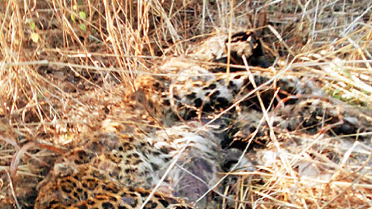 Leopard cub, mother found dead at Vangaon