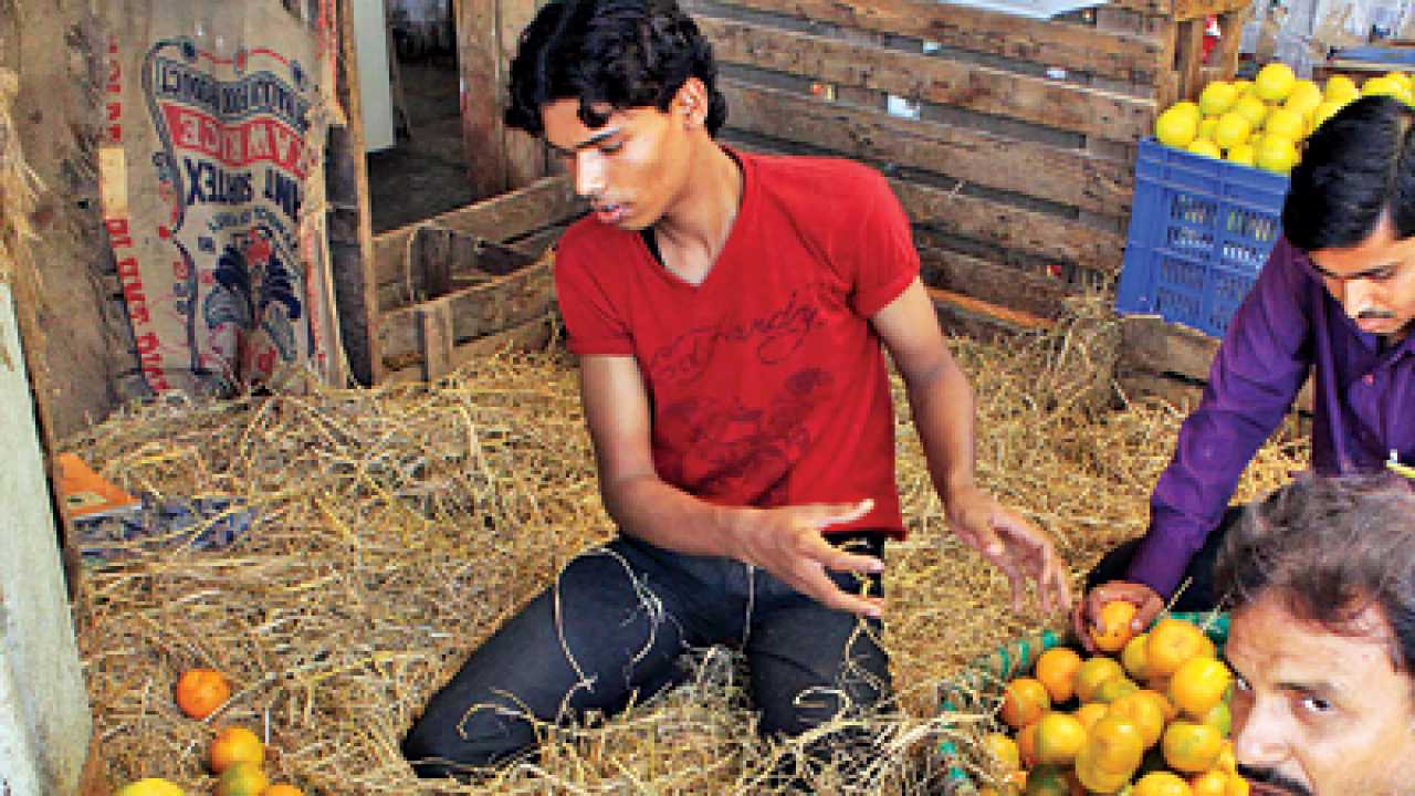Oranges are dime a dozen at APMC market