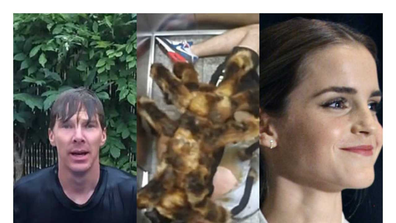 Viral videos that made waves in 2014