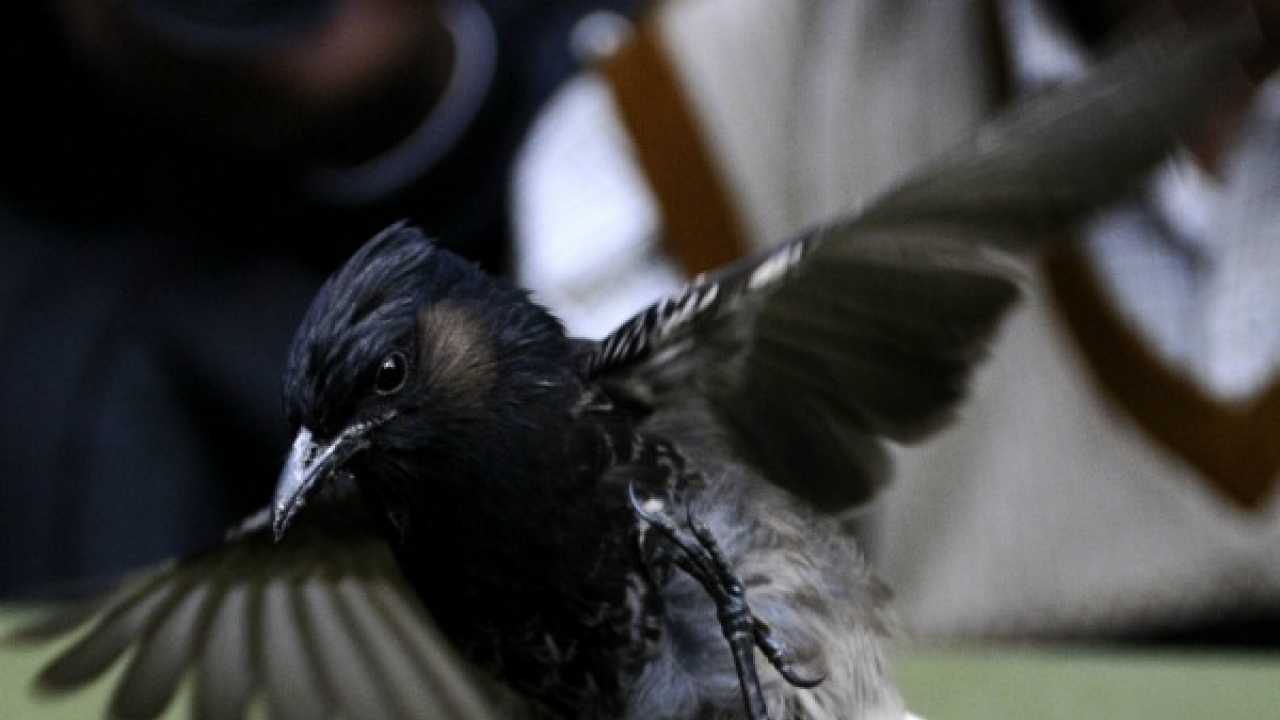 Assam Chief Minister Tarun Gogoi urged to stop illegal buffalo, bulbul ...