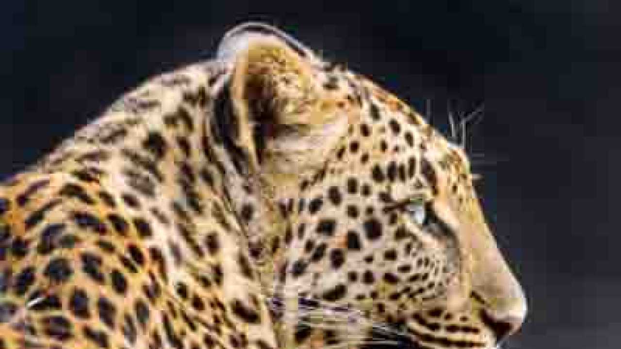 Mumbai: 11 leopards of SGNP shifted to larger enclosures to run, climb ...