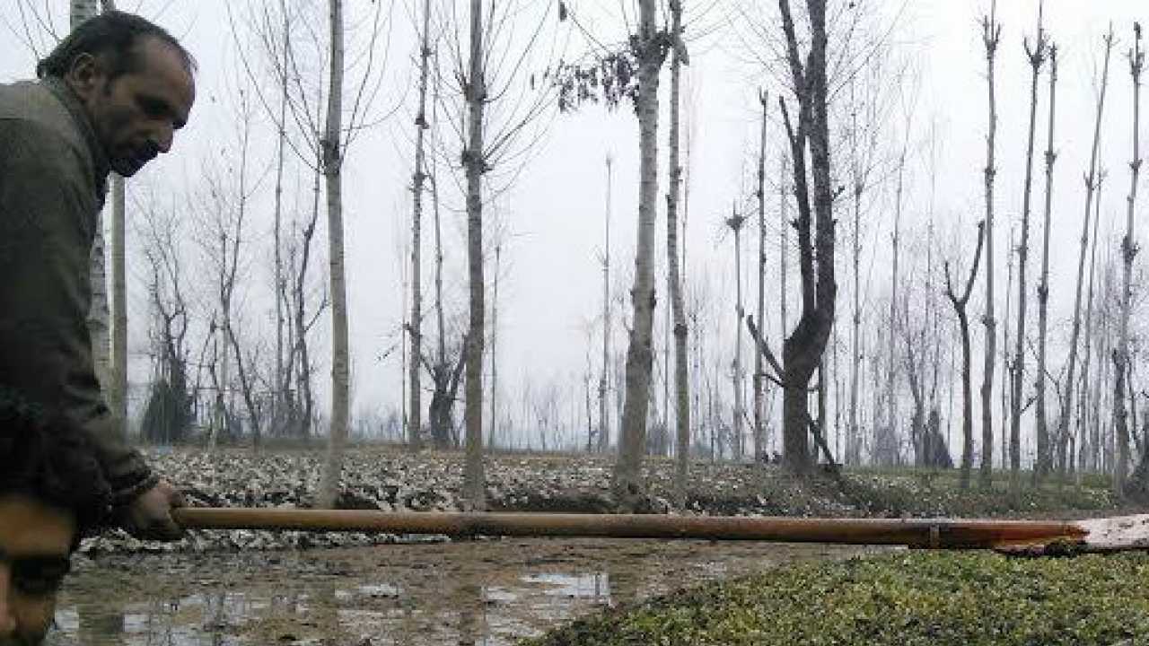 Flood hit lotus stem vegetable goes missing in valley, farmers devastated