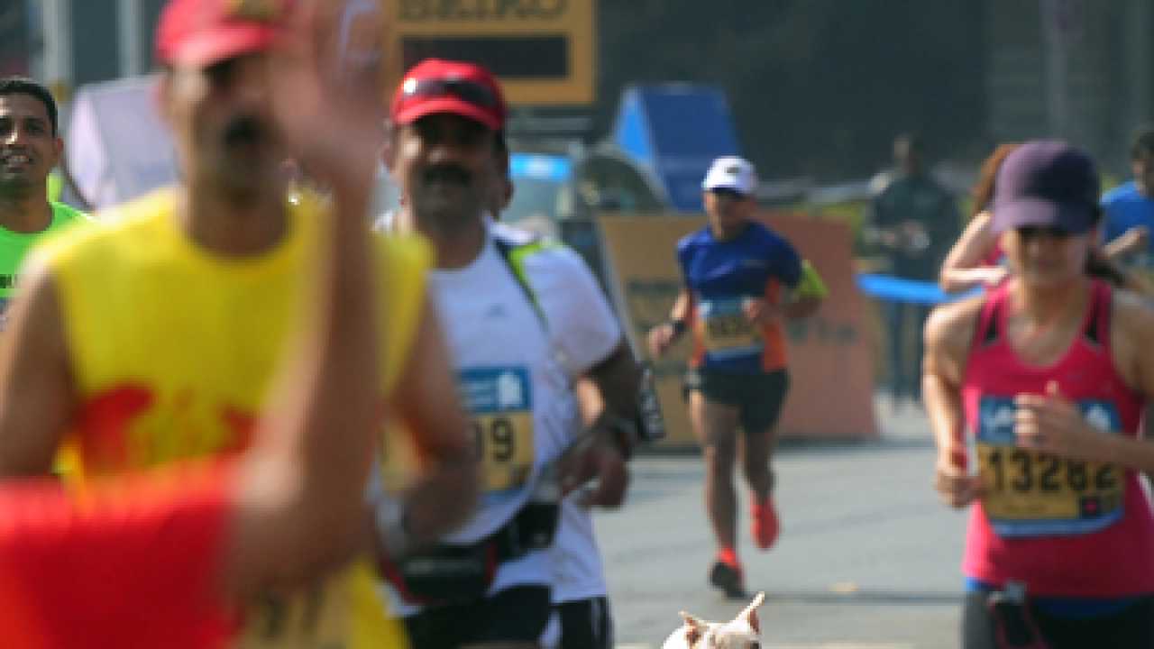 Can Dogs Run A Marathon