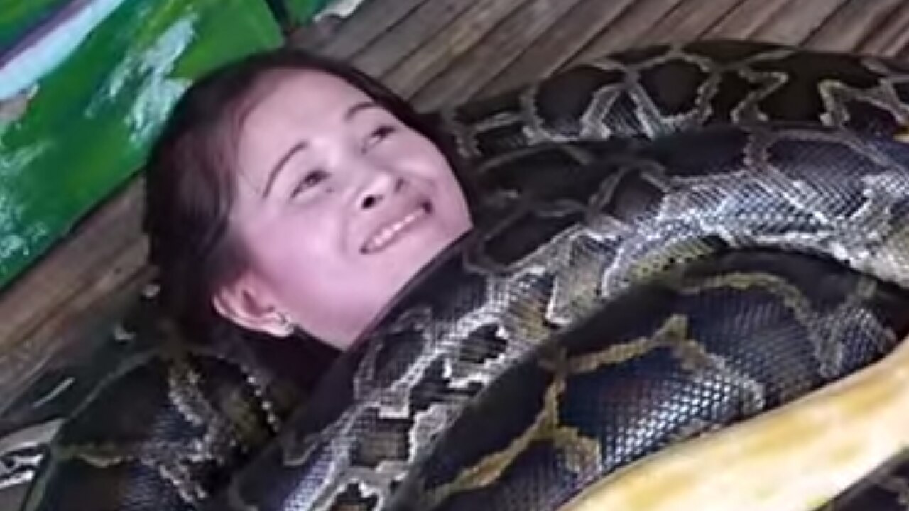 Care for a 'python massage' during next visit to zoo?
