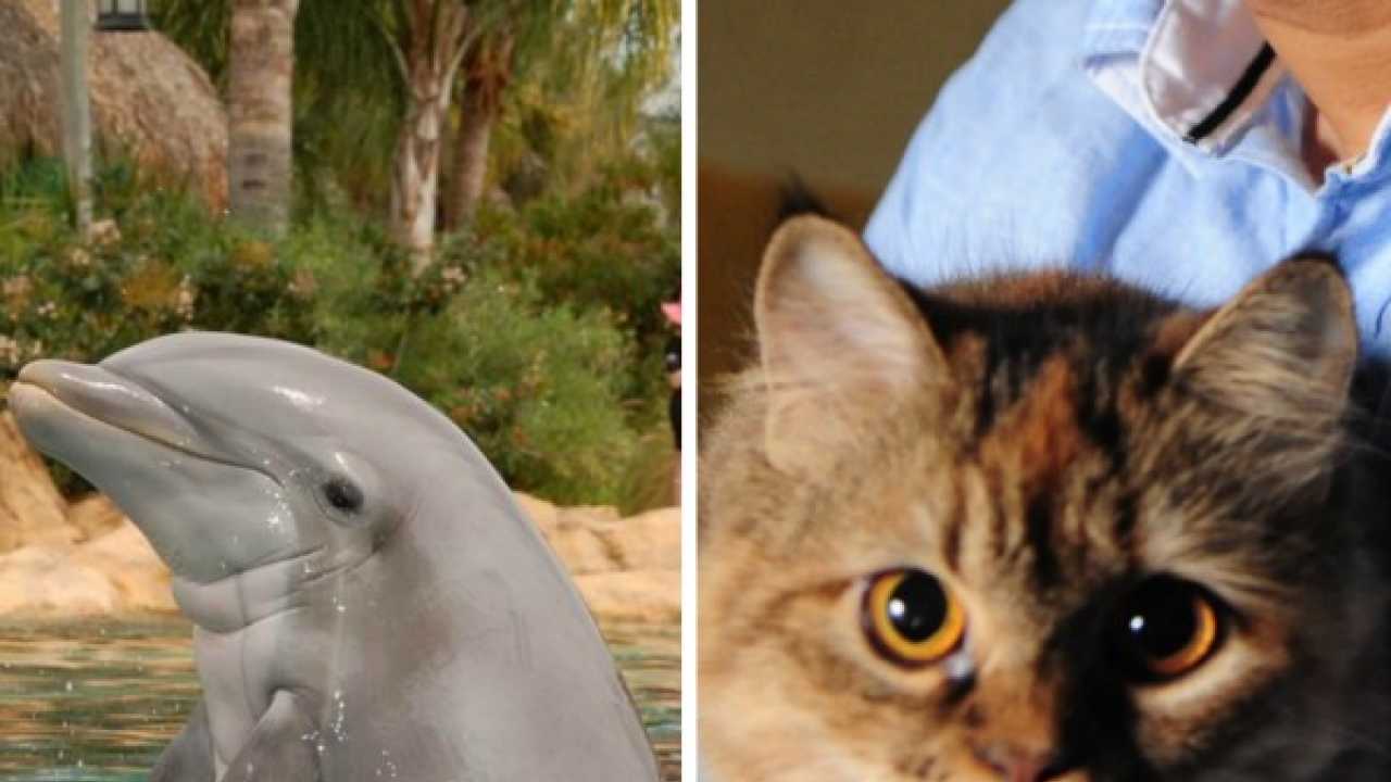 Dolphins, cats are not similar despite sharing same genes: New Study