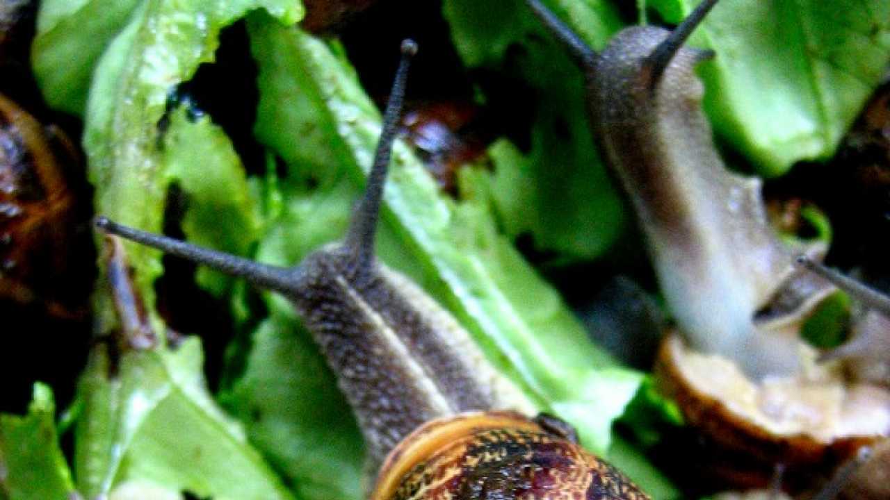 Slimy snail facials latest beauty regimen for perfect skin across Thailand