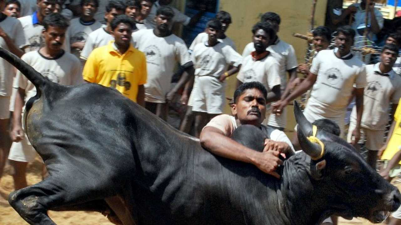 Tamil Nadu: Jallikattu bulls facing slaughter?