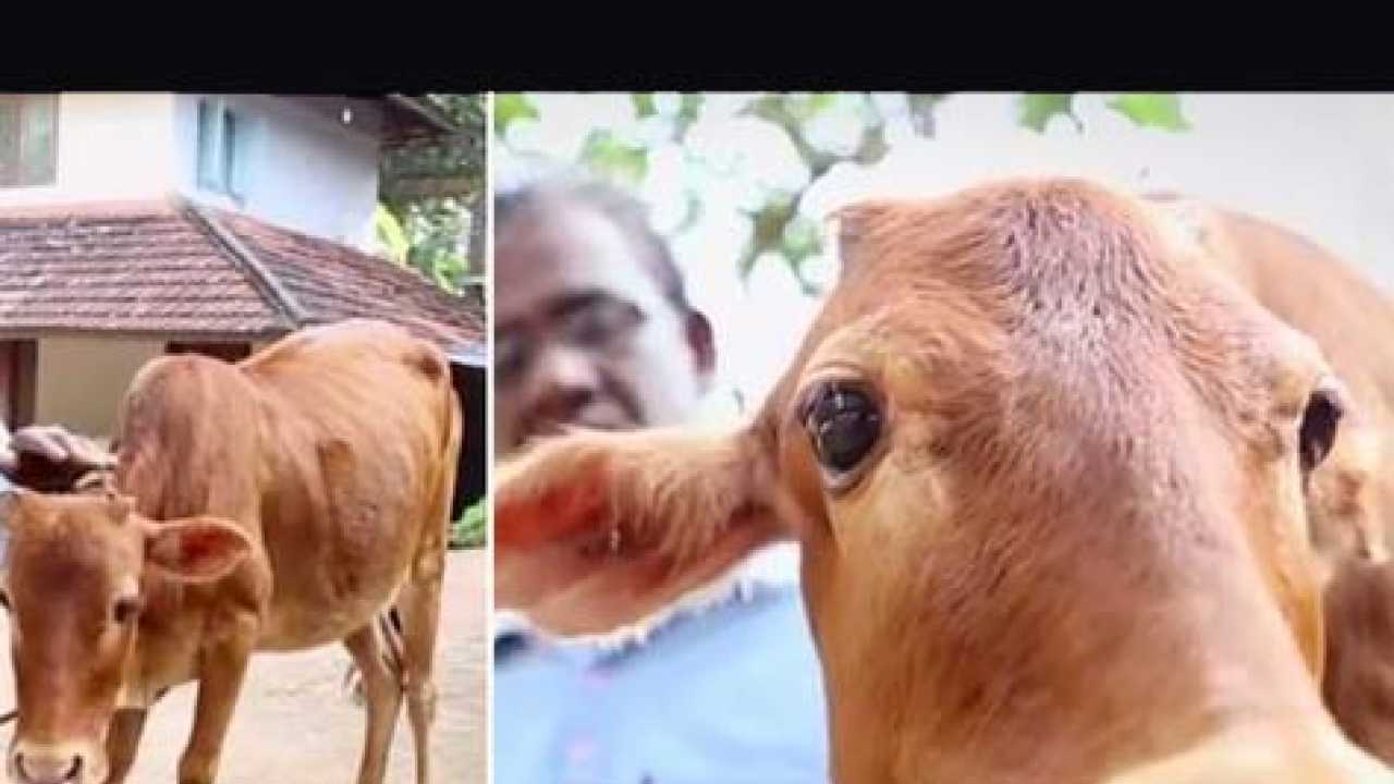 Indian cow enters Guinness Book of World Records for being shortest in ...