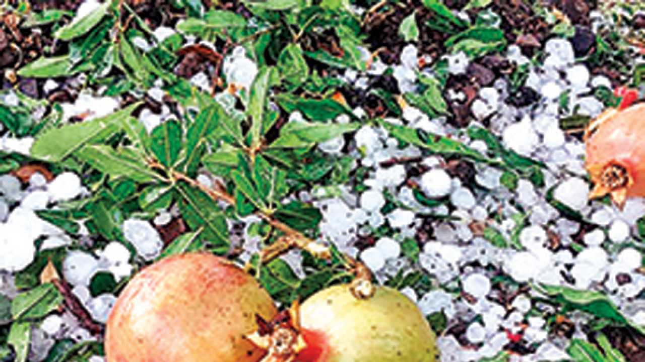 38,000 farmers crushed after hail pelts crops, devastating livelihoods