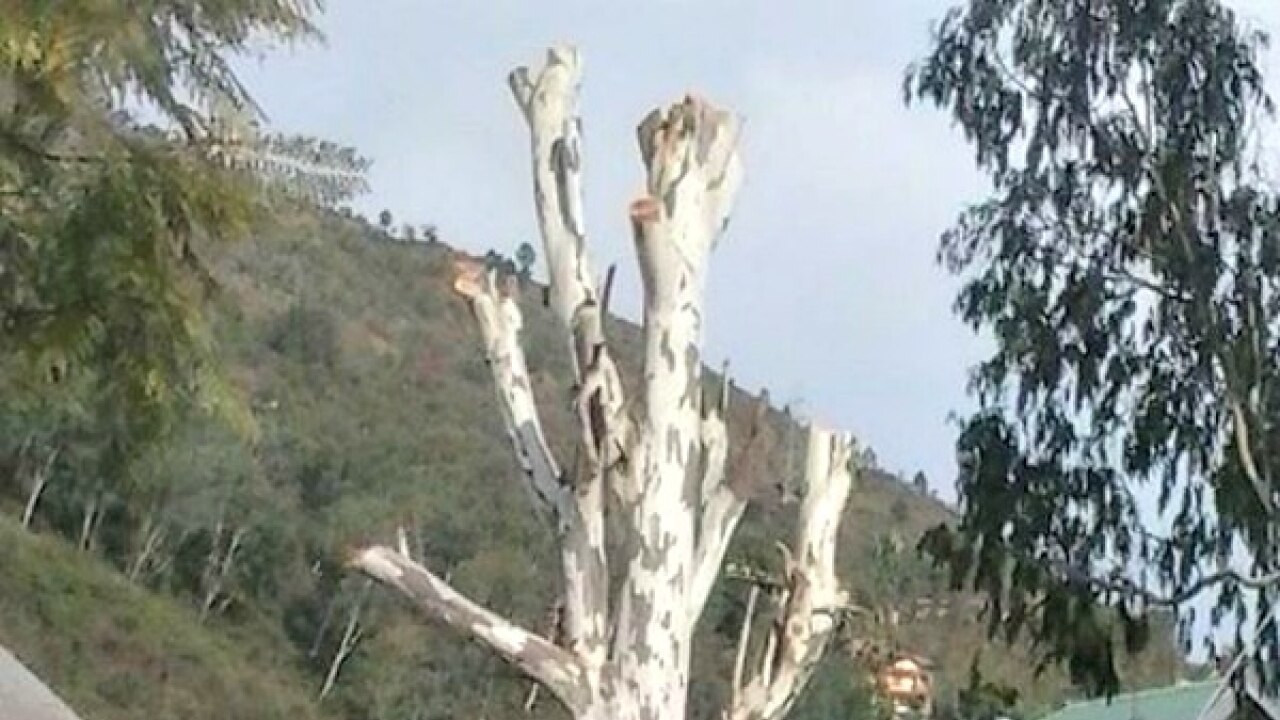 Several trees in IIT Mandi cut down for safe landing of President ...