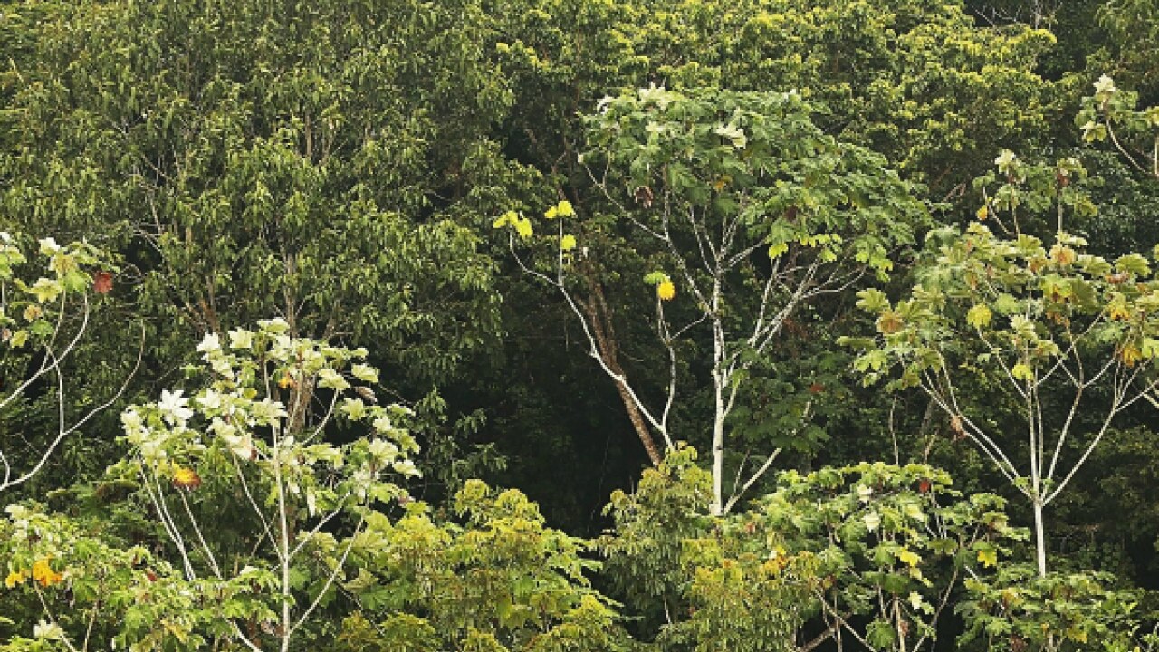 Decline of trees in Amazon rainforest dramatically changing climate