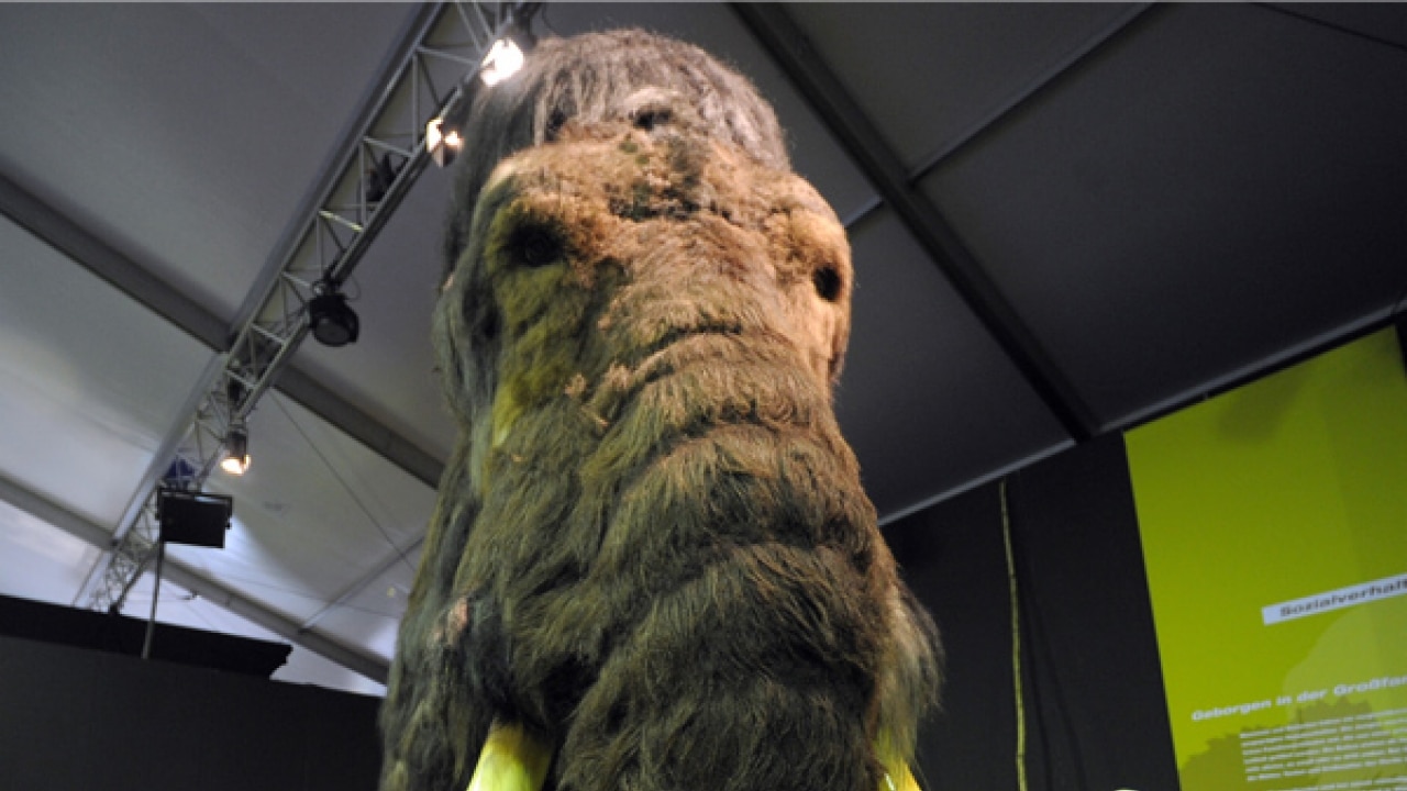 Woolly mammoth's DNA reveals story of extinction