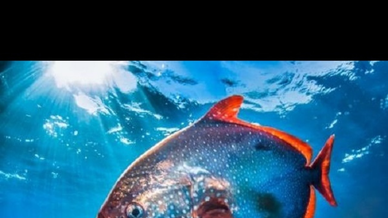Meet Opah, world's very first 'warm-blooded' fish