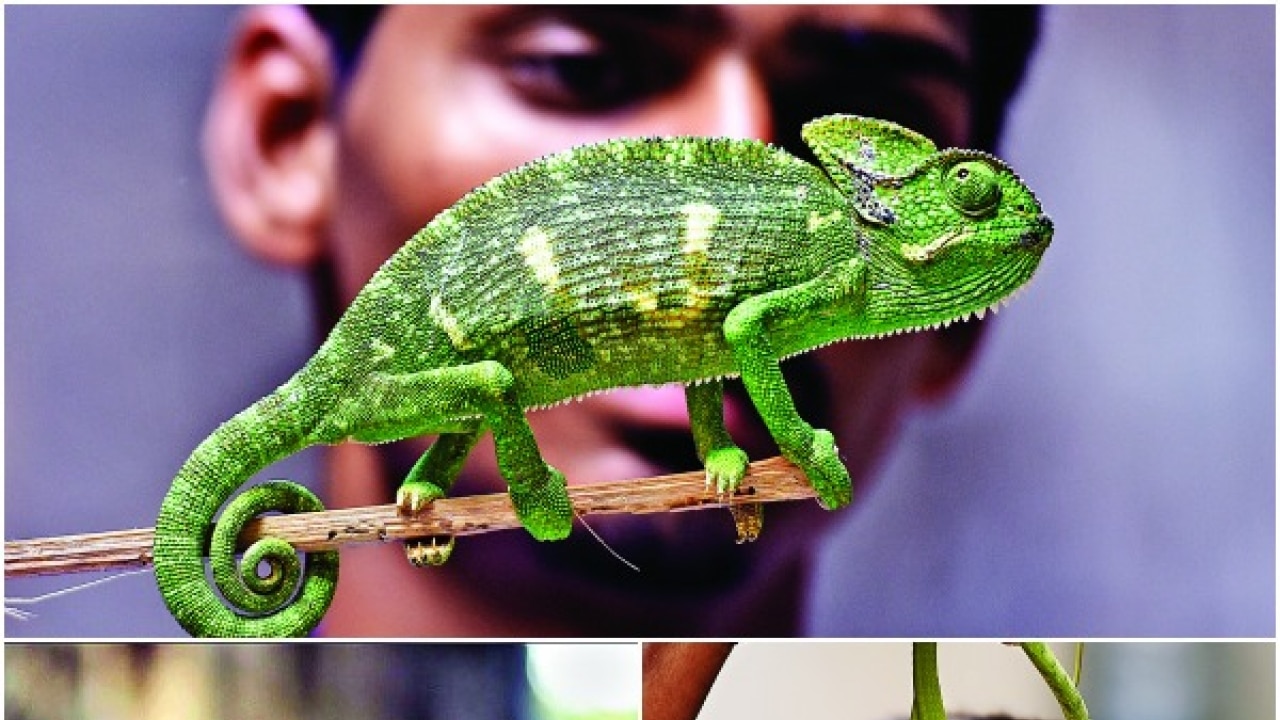 'Tempting' heat draws snakes out into open