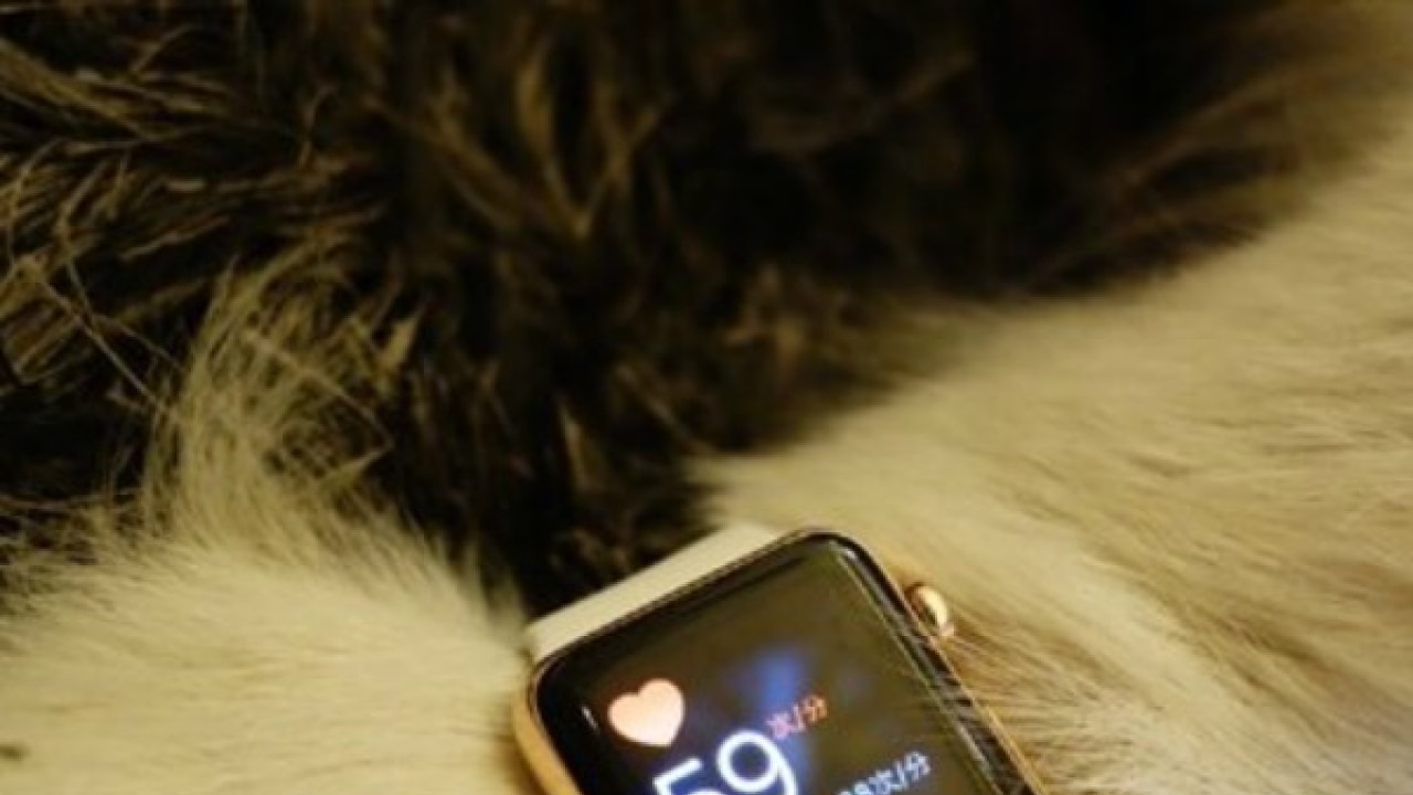China's richest man's son gifts 2 Apple watches to pet dog