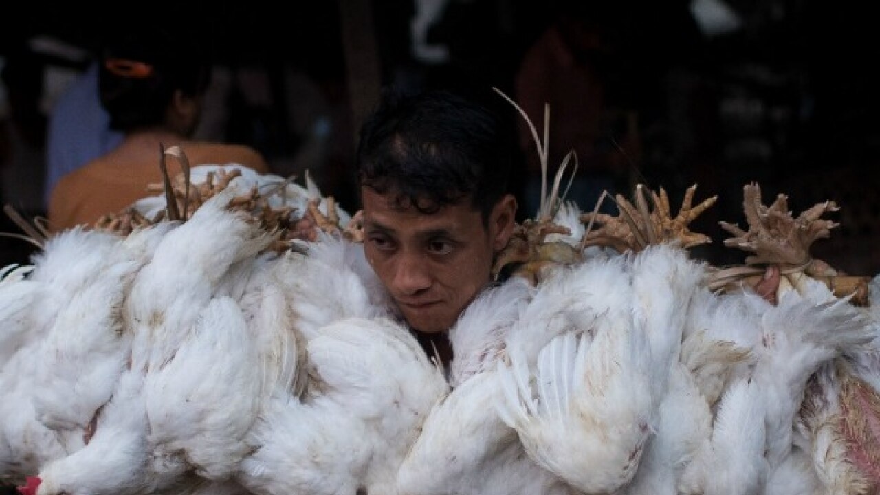 India's ban on US poultry product import inconsistent with global norms ...