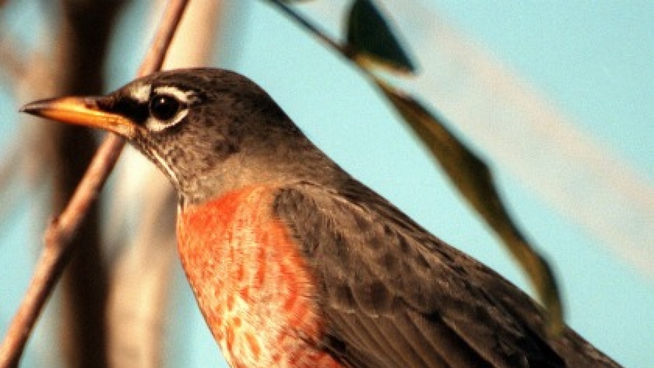 Robin flies high, tops Britain's national bird vote