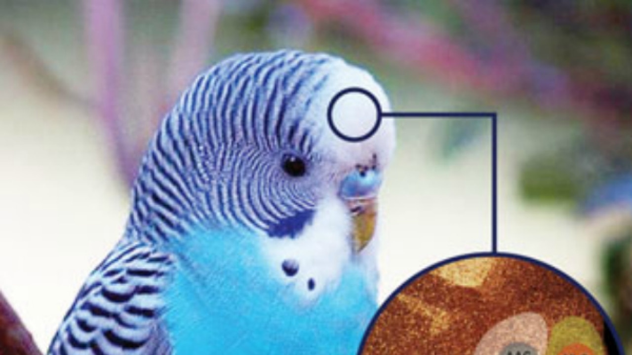 New study reveals why parrots are great vocal imitators found