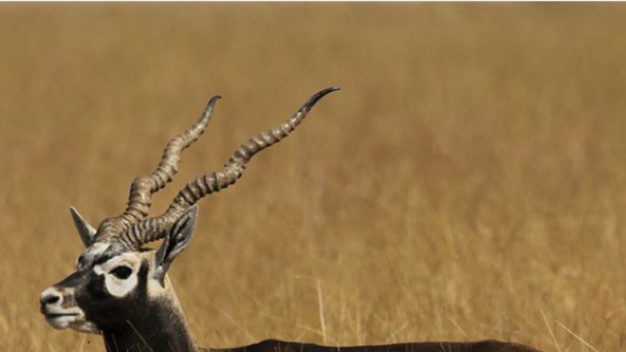 9 blackbucks die due to unknown ailment in Raipur Zoo