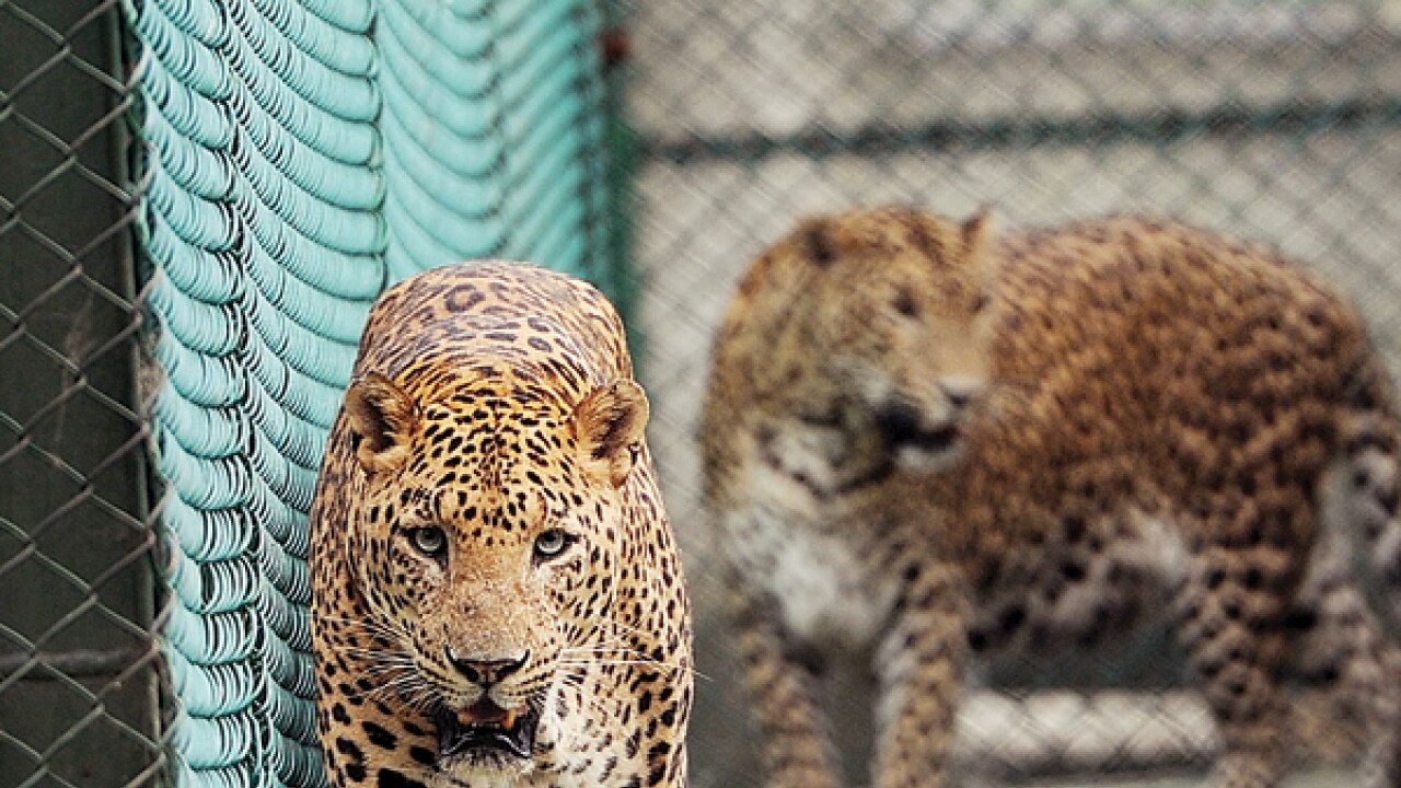 SGNP gets a 'high' in leopard population