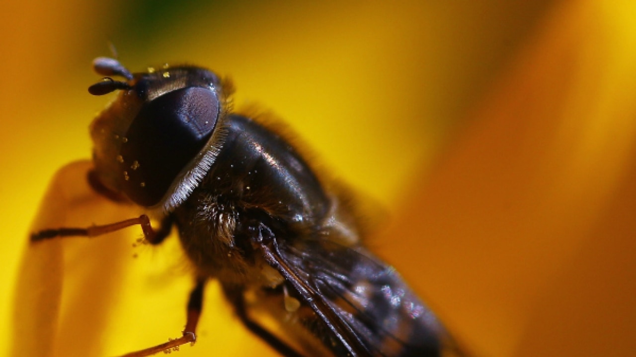 Scientists take inspiration from 'insect legs' to perk up aircraft designs