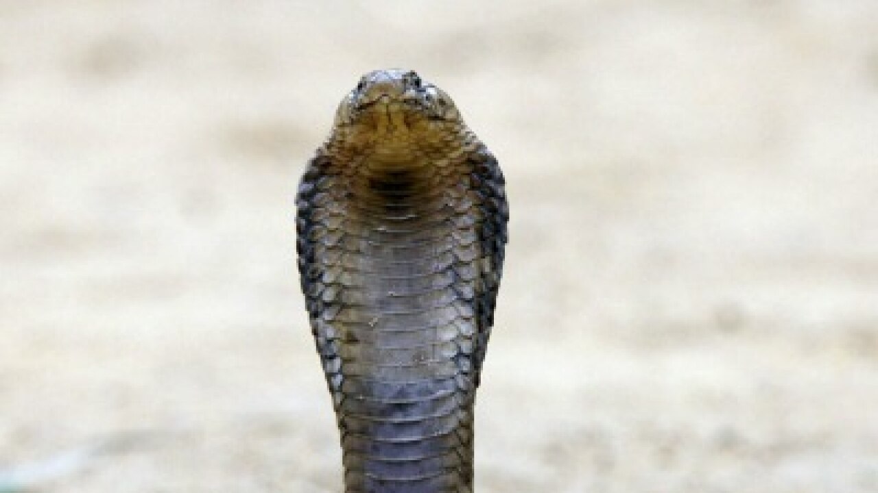 9-foot-long cobra, 17 hatchlings caught from residential area