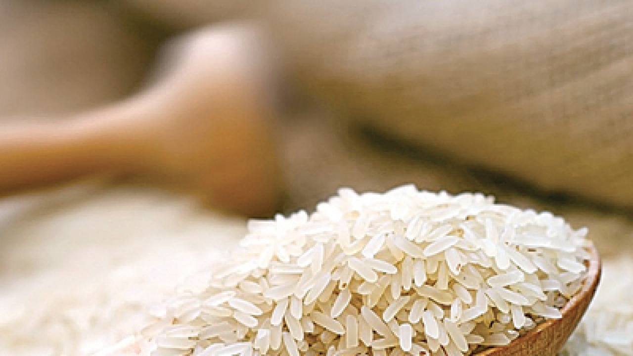 Scientists say new genetically modified rice can reduce methane emissions