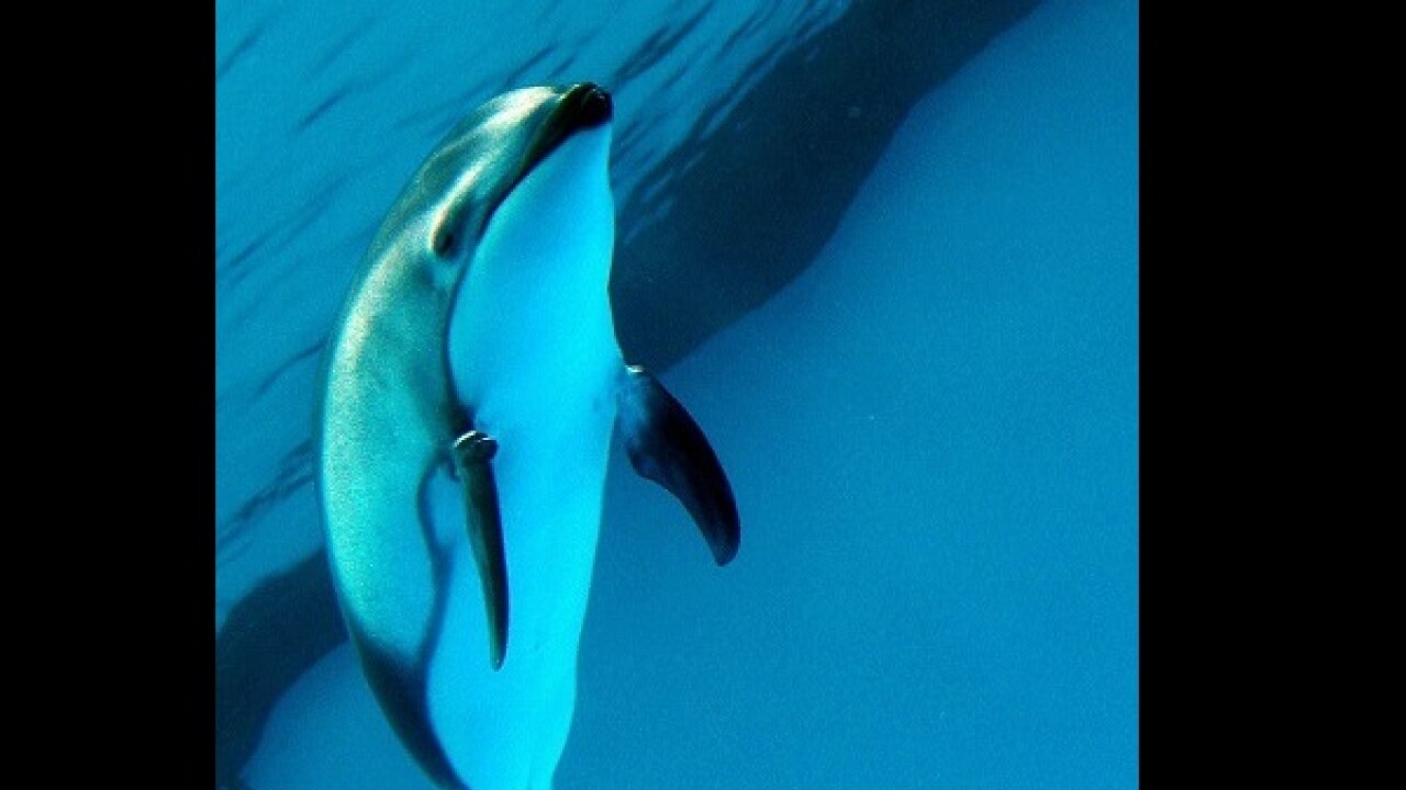 Dolphin study shows 'dairy fat' may help curb diabetes in humans