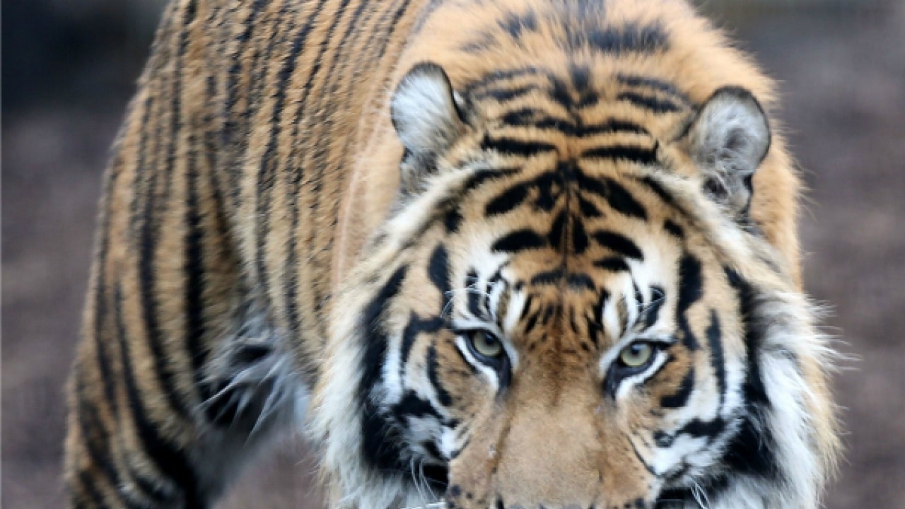 Tigers are ambassadors of India's conservation efforts: Experts