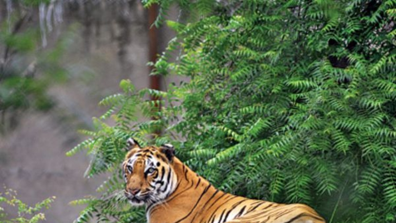 Bangladesh tiger poaching sparks plan of banning access to Sunderbans