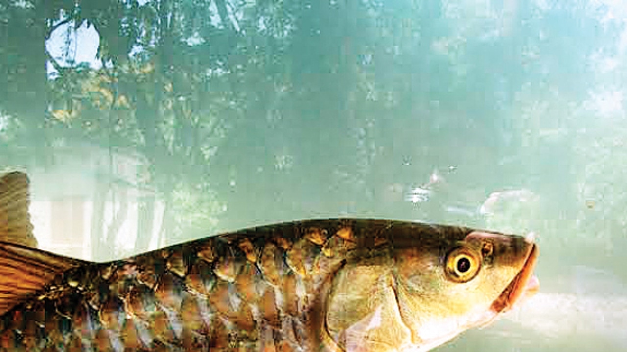 Bringing back the mahseer