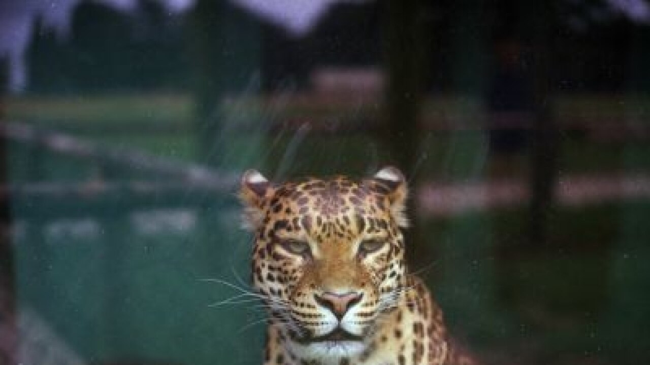 Thane village gets lessons on man-animal conflict from SGNP leopard ...