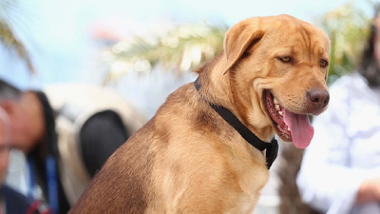 Who is the real animal? Thugs brutally muzzle dog for barking!