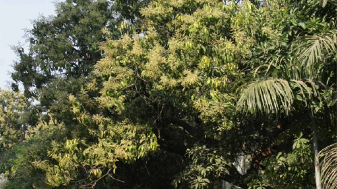 Over 2 million trees in Mumbai, green cover has grown: BMC's tree census
