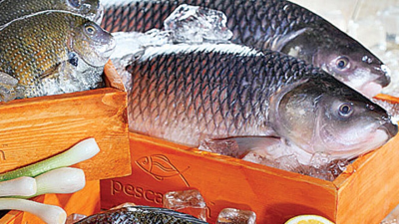 Fish die when out of water, not due to slaughter: Govt on excluding ...