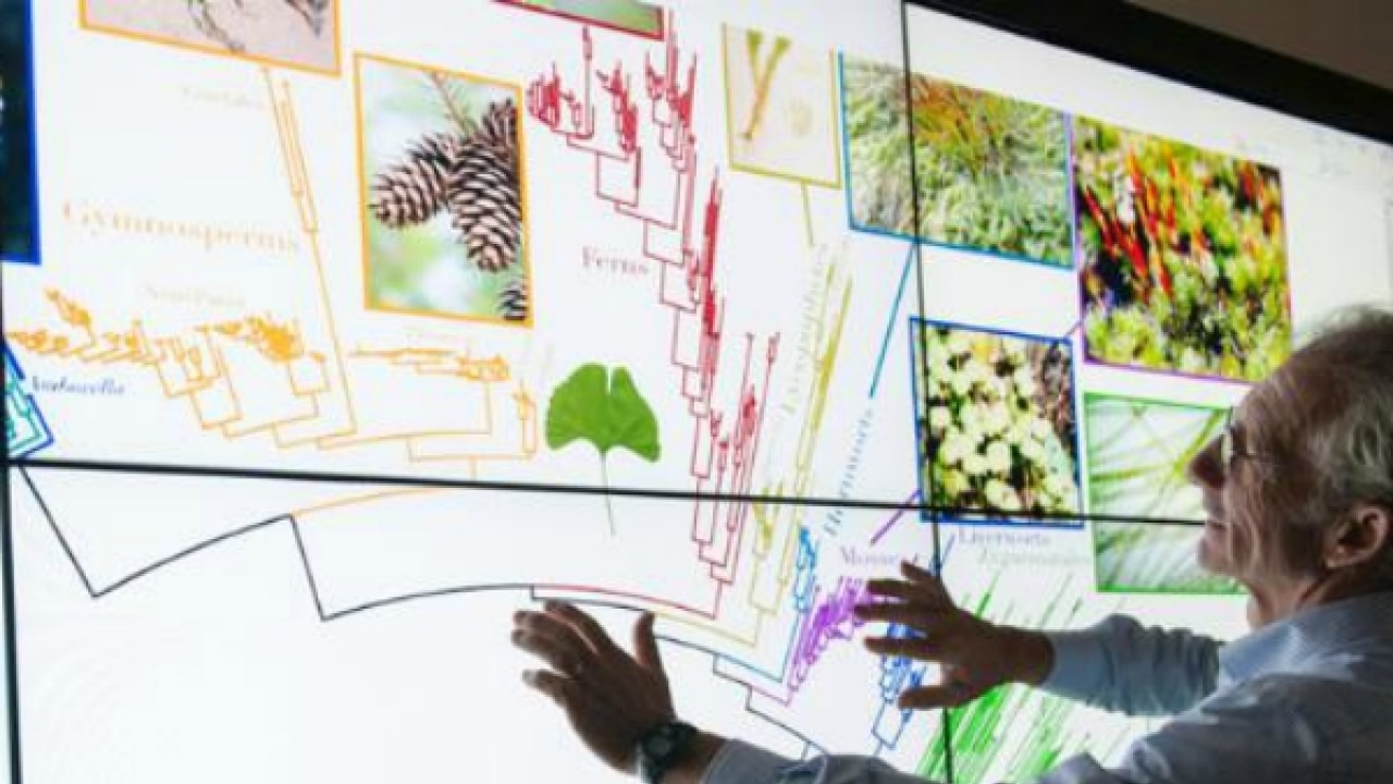 Researchers release first ‘Tree of Life’ for 2.3 million species on Earth