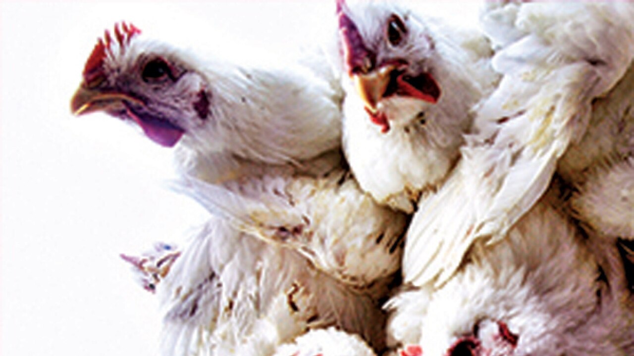 Illegal chicken shops face BMC heat