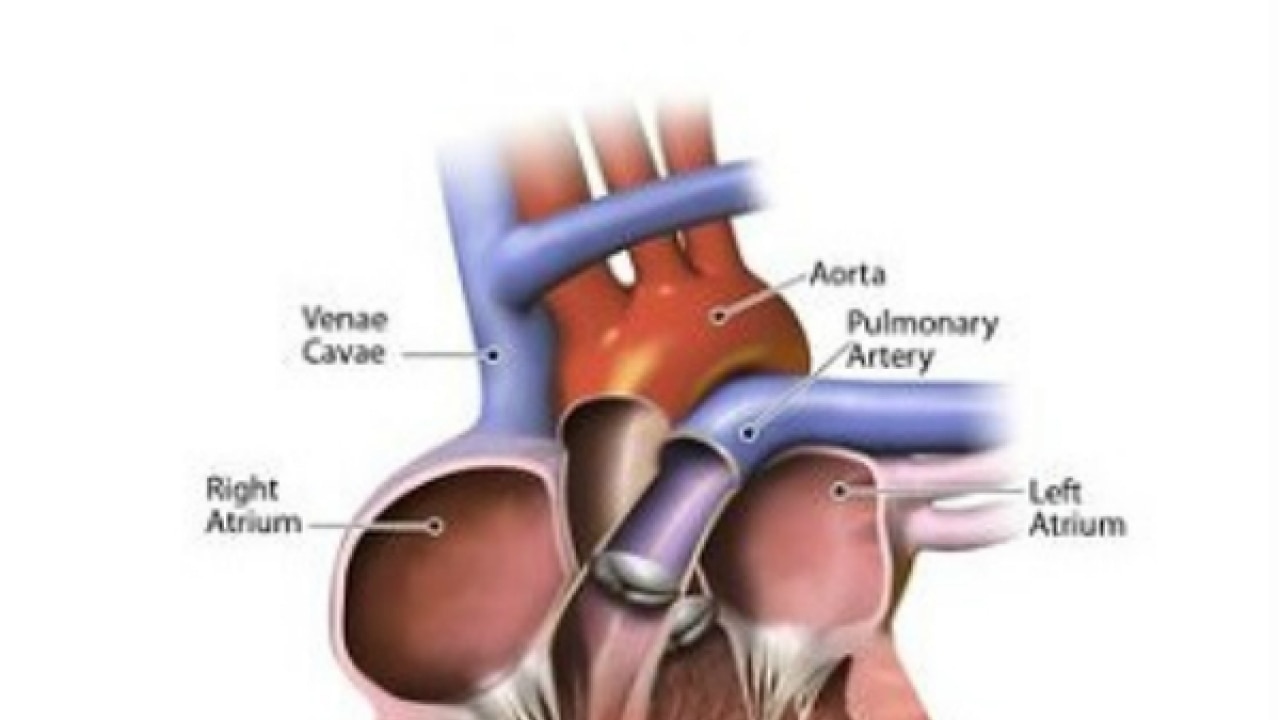 World Heart Day: Find out what makes our heart pump