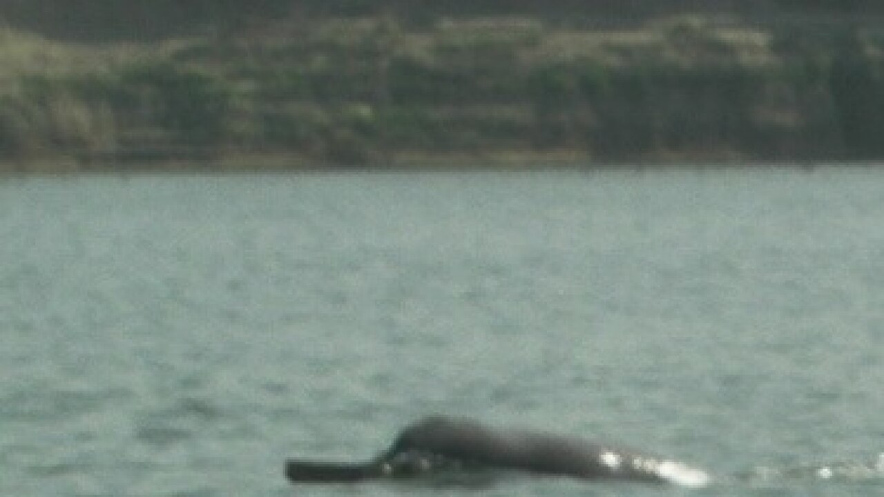Raigad: Humpback Dolphin spotted leaping in a creek in Amba river