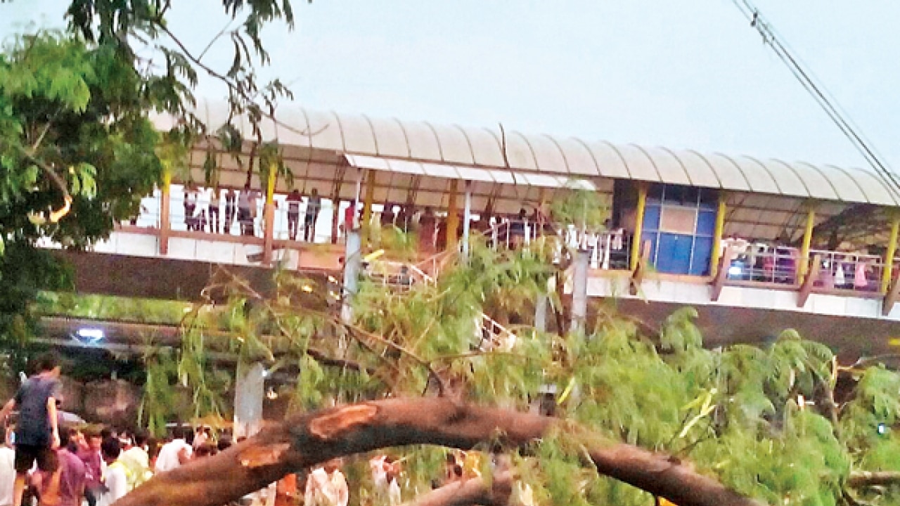 Mumbai: Six hurt after tree falls in Ulhasnagar