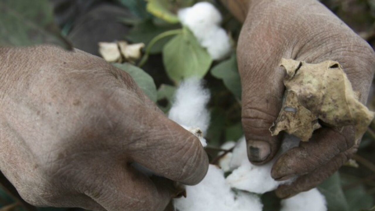 India's GM cotton crop faces pest attack, farmers in disarray