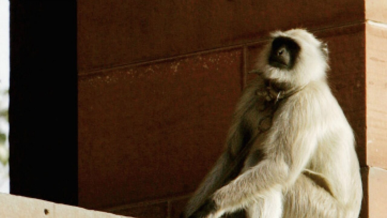 India v/s South Africa 1st ODI: Langurs hired to keep monkeys away from ... India v/s South Africa 1st ODI: Langurs hired to keep monkeys away from ...
